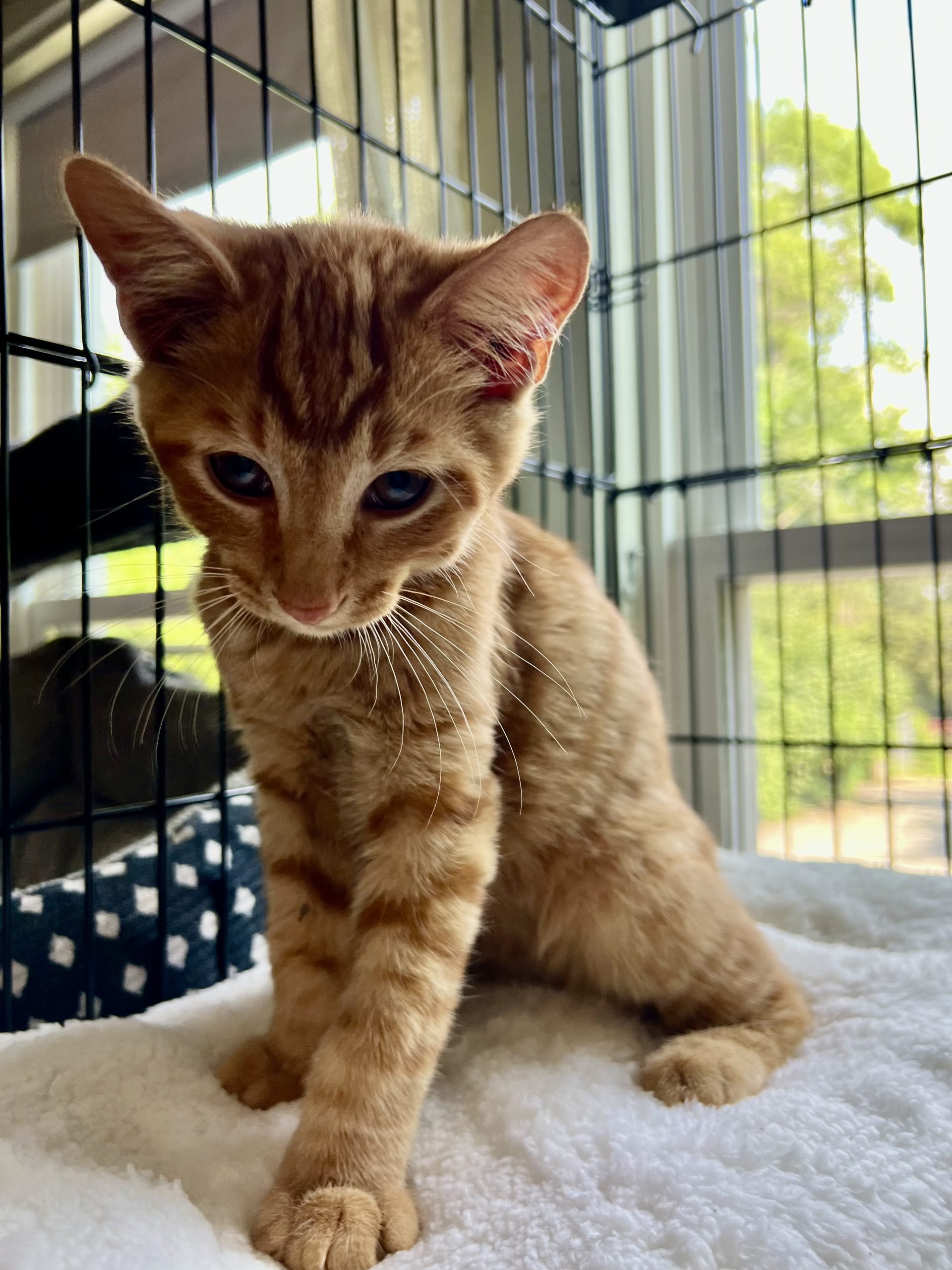 Adoptable – Cat Guardians