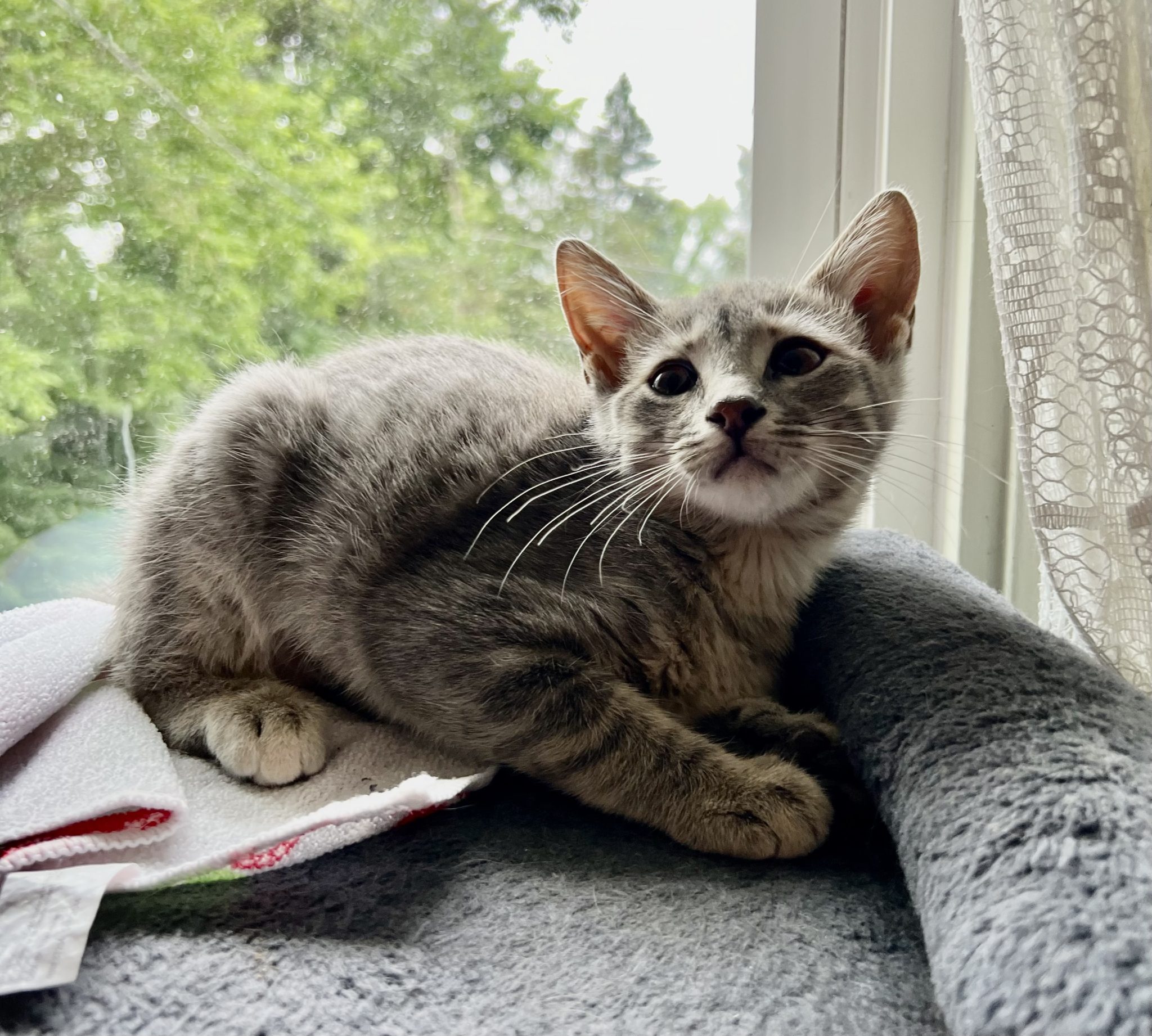 Adoptable – Cat Guardians