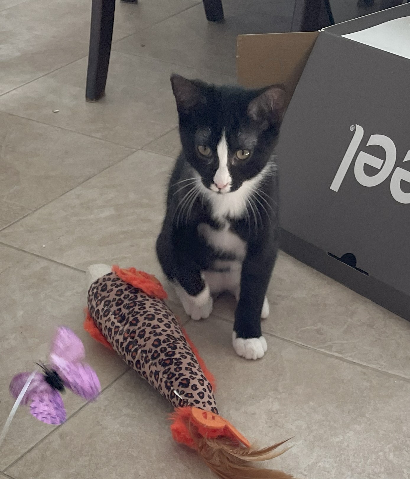 Adoptable – Cat Guardians