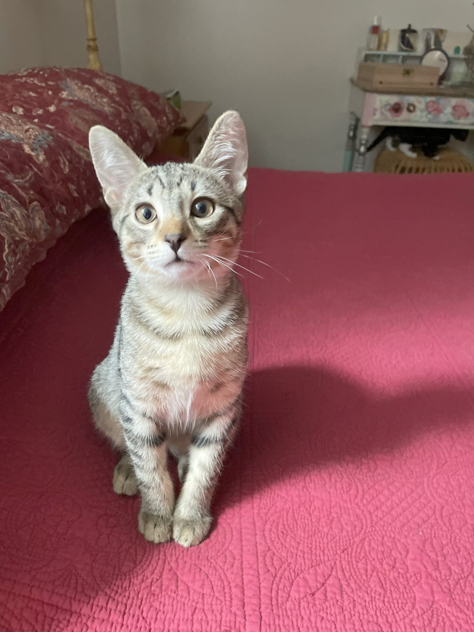 Adoptable – Cat Guardians