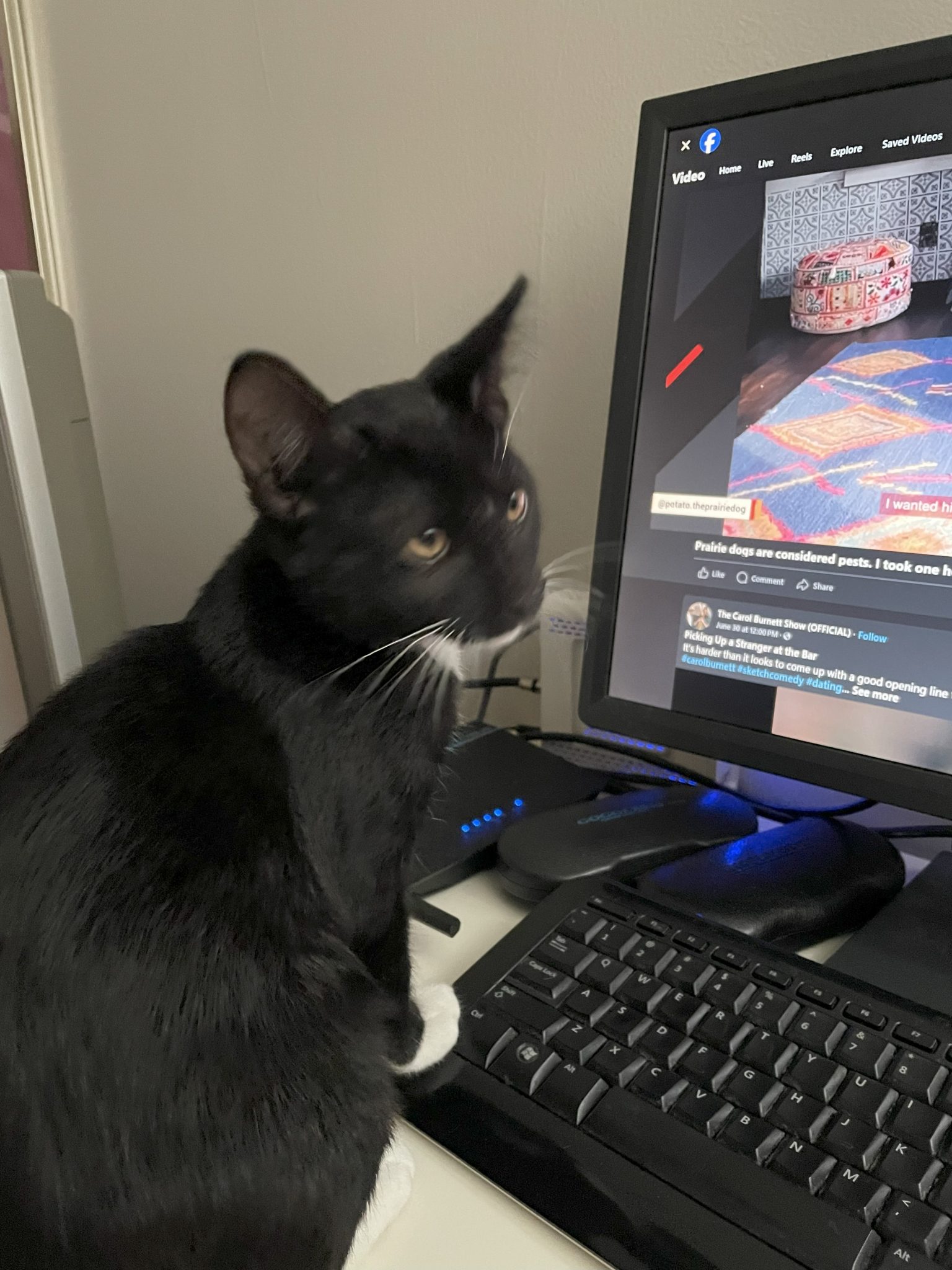 Adoptable – Cat Guardians