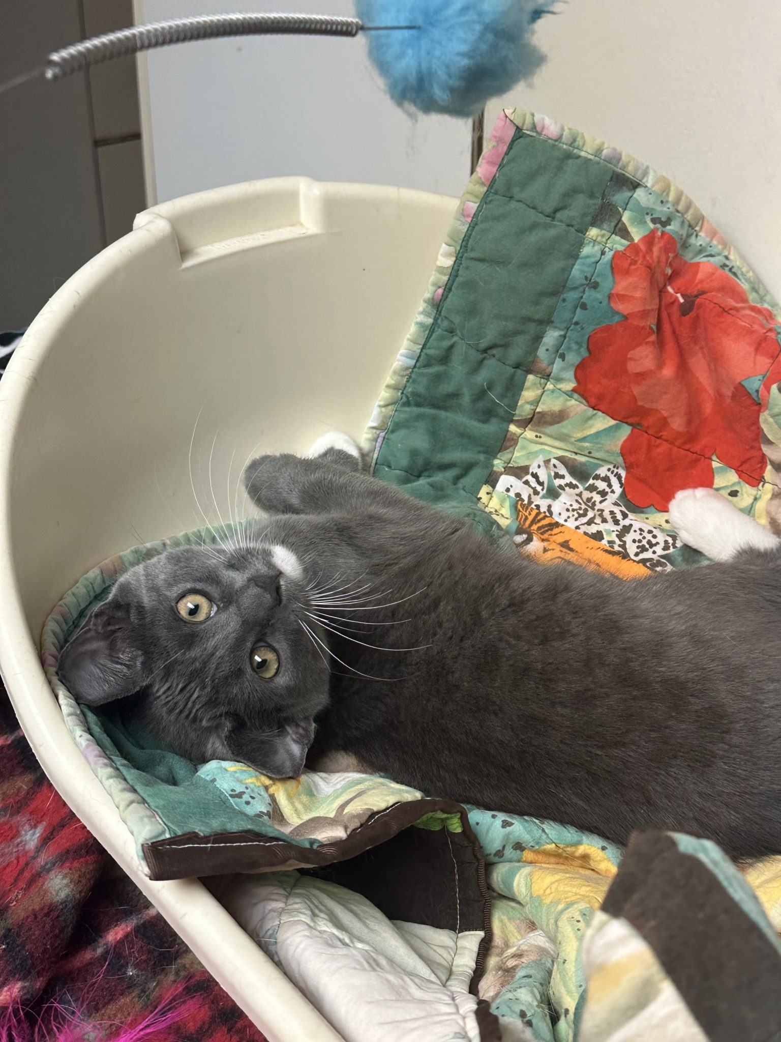 Adoptable – Cat Guardians