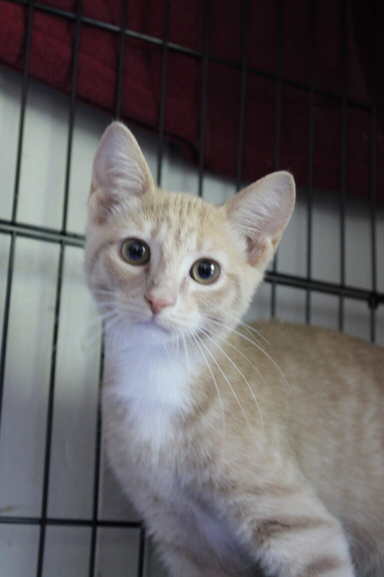 Adoptable – Cat Guardians