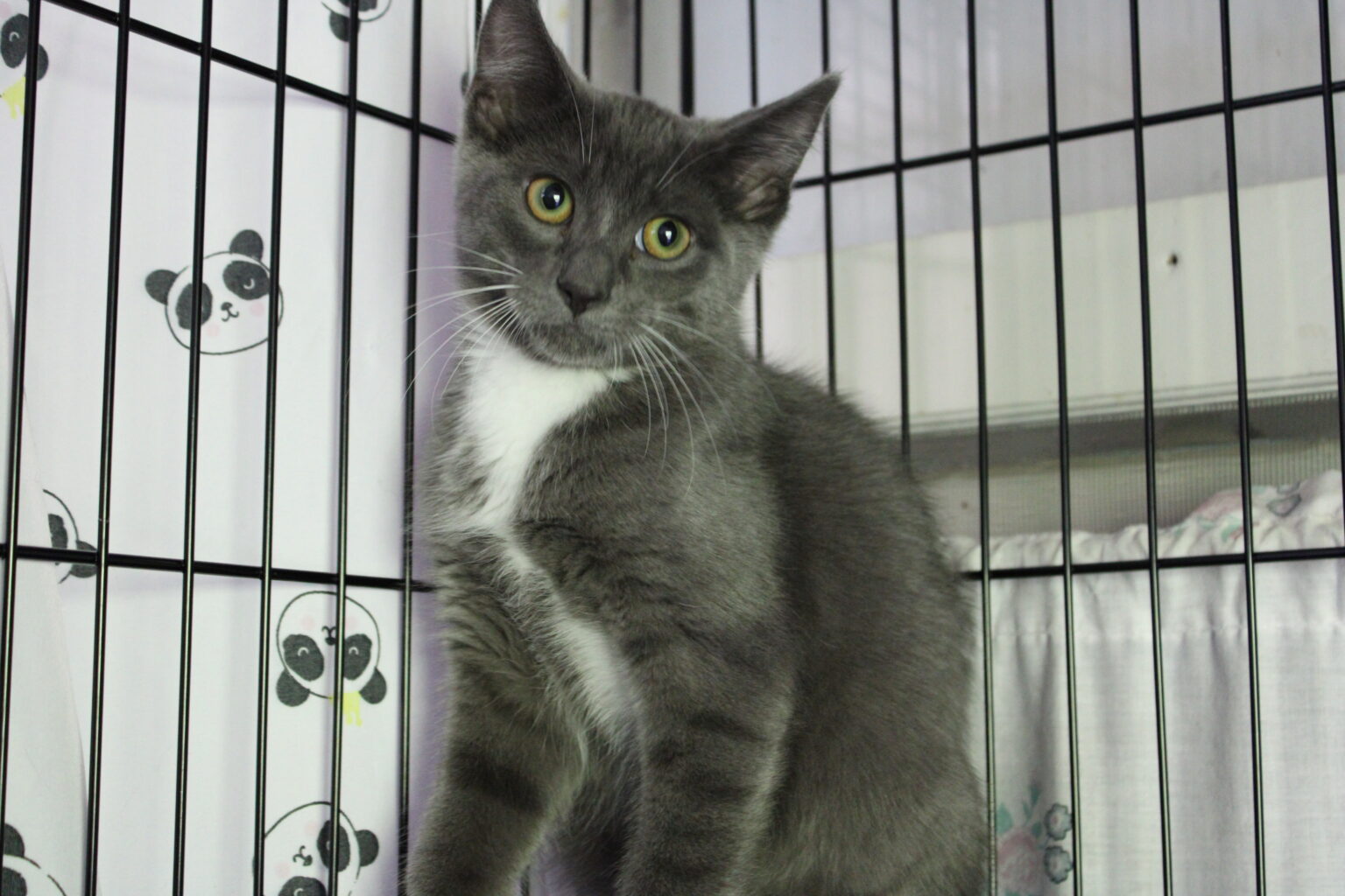Cutie Pie – Cat Guardians