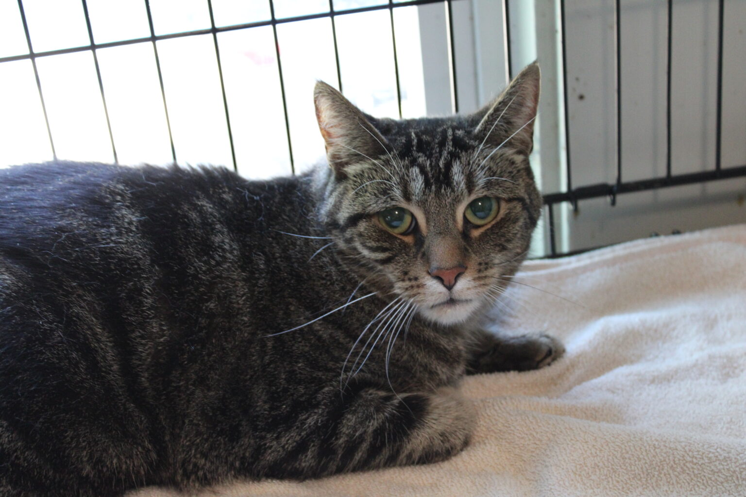 Adoptable – Cat Guardians