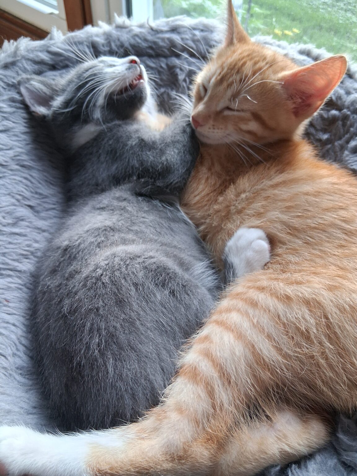 Adoptable – Cat Guardians