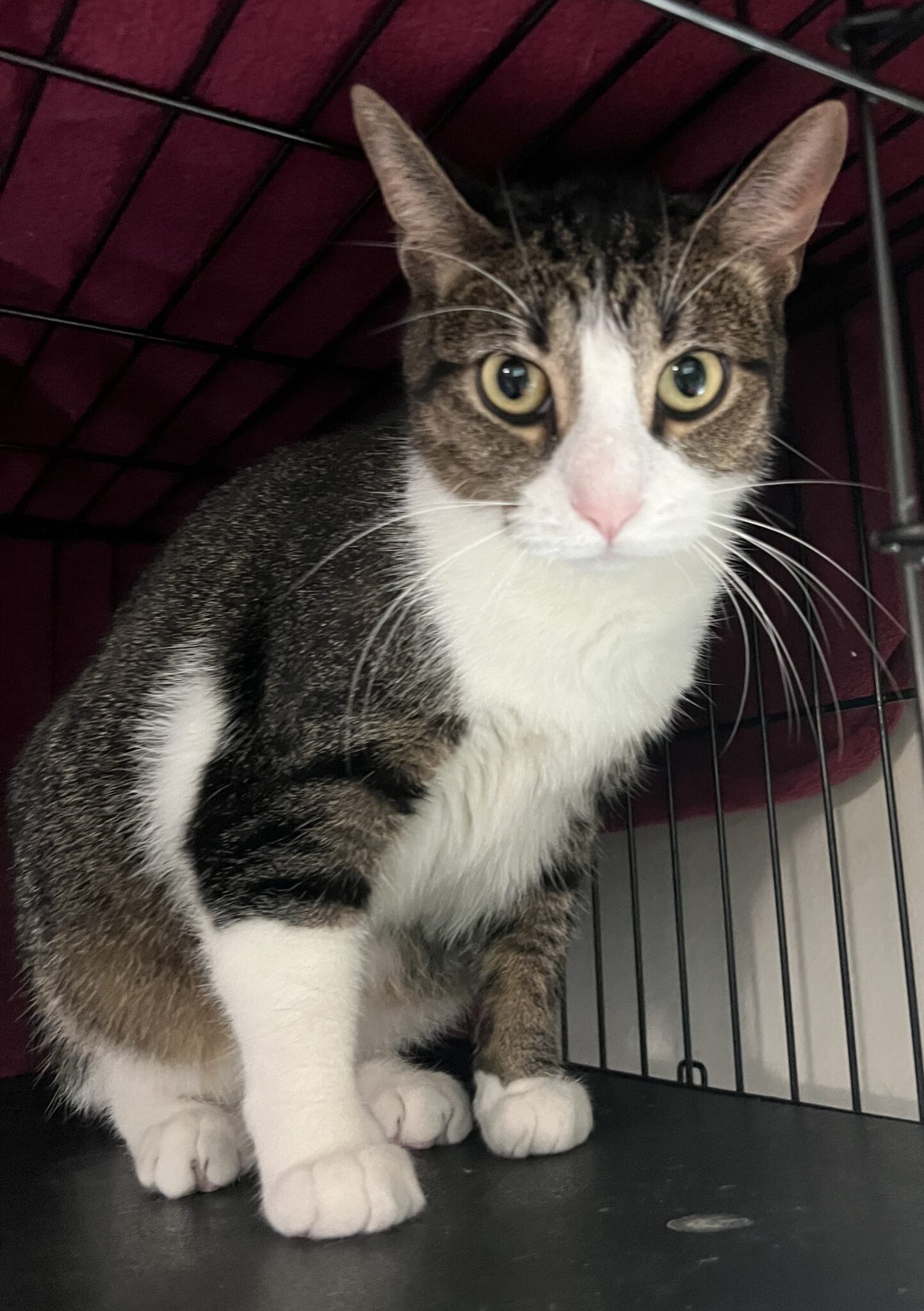 Abe – Cat Guardians