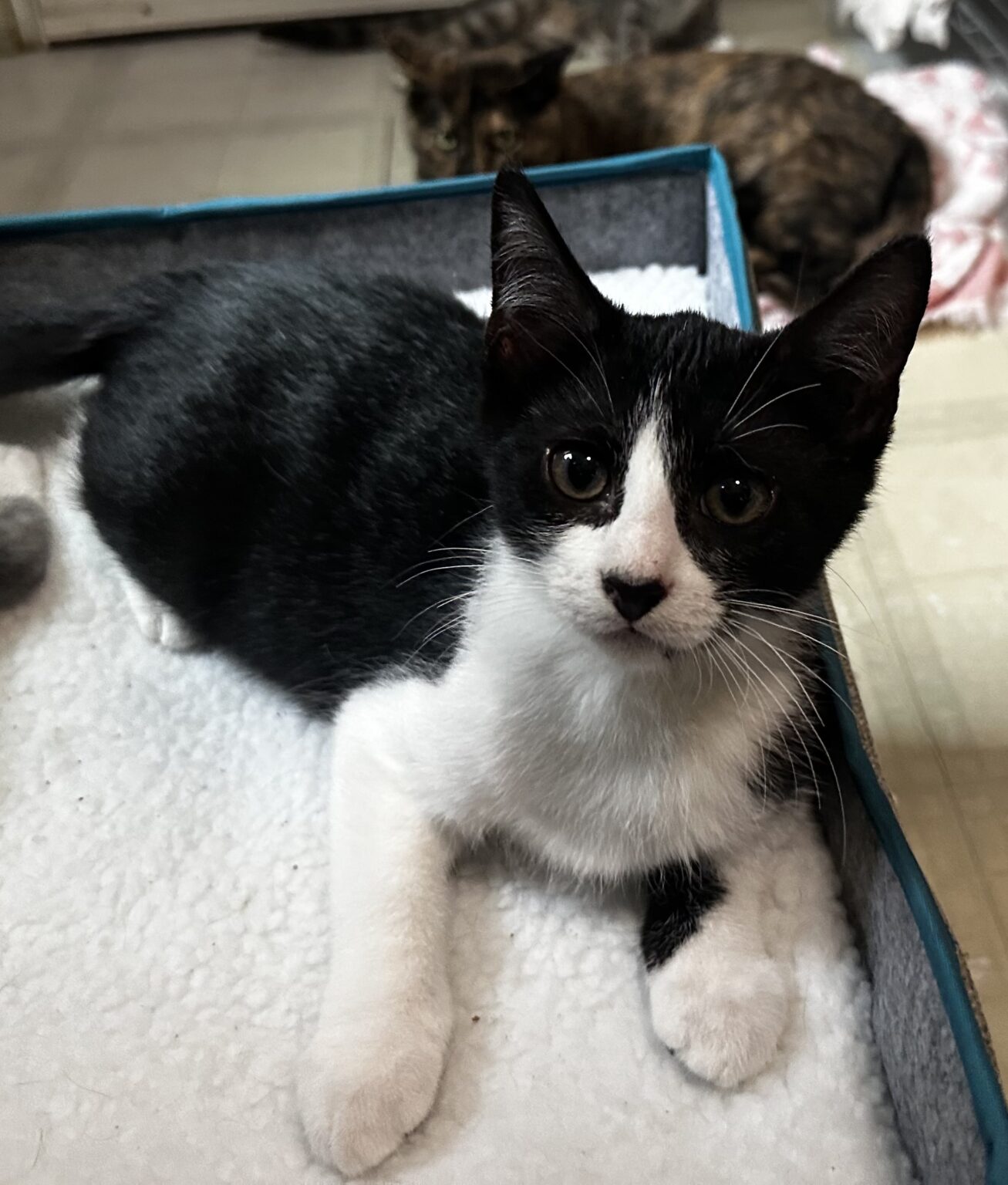 Barney – Cat Guardians