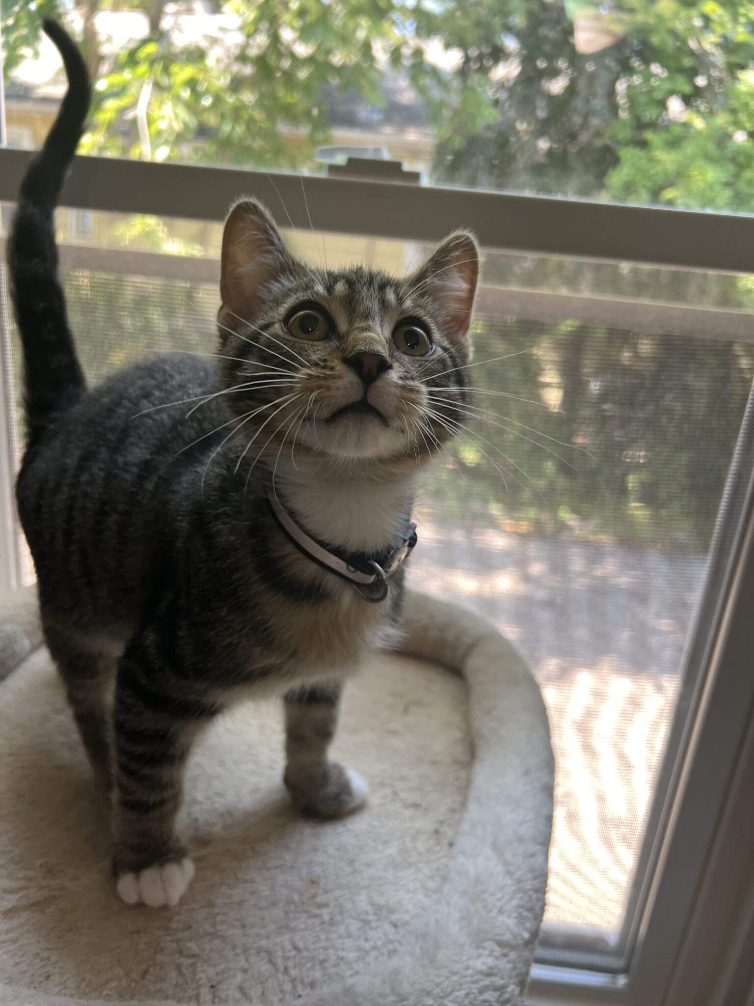 Adoptable – Cat Guardians