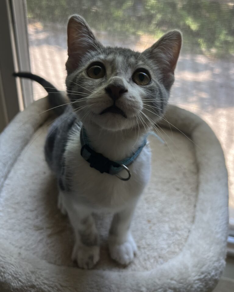 Adoptable – Cat Guardians