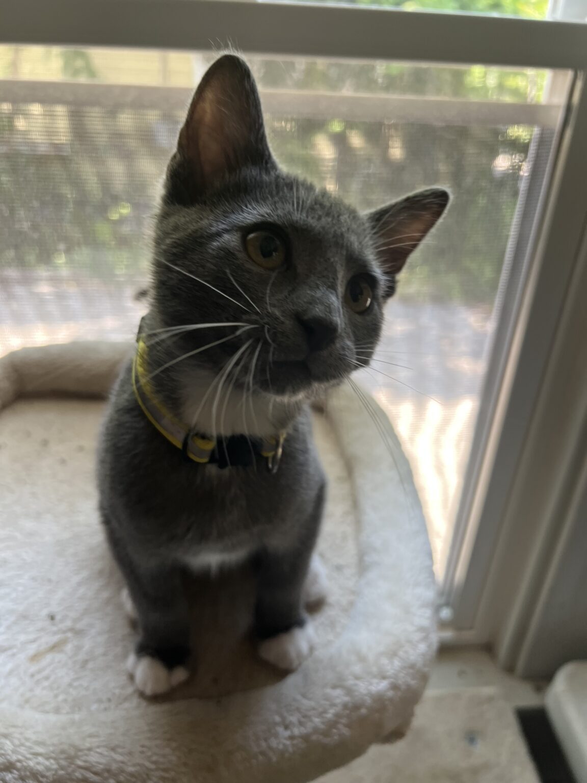 Sylvester – Cat Guardians