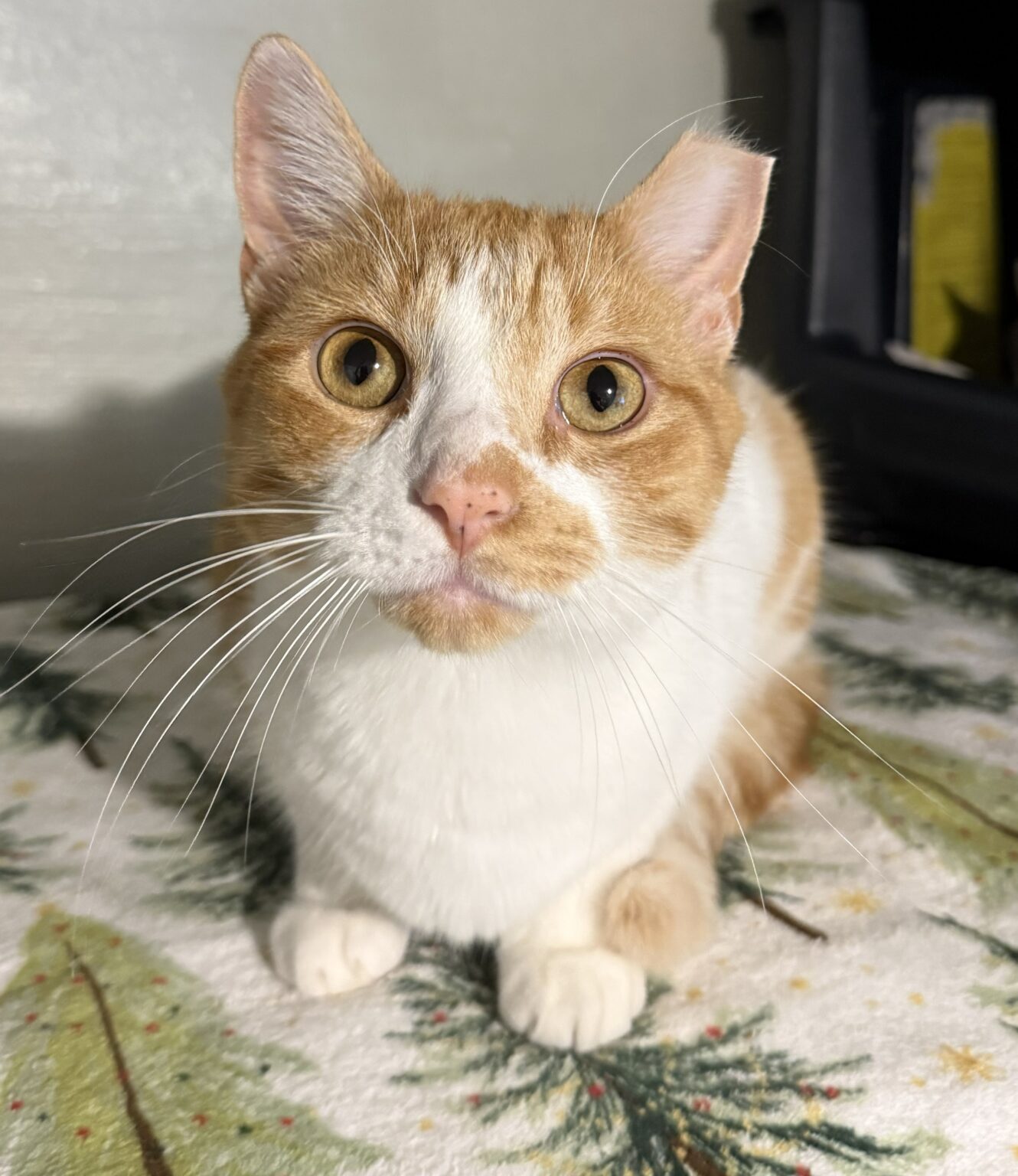 Adoptable – Cat Guardians