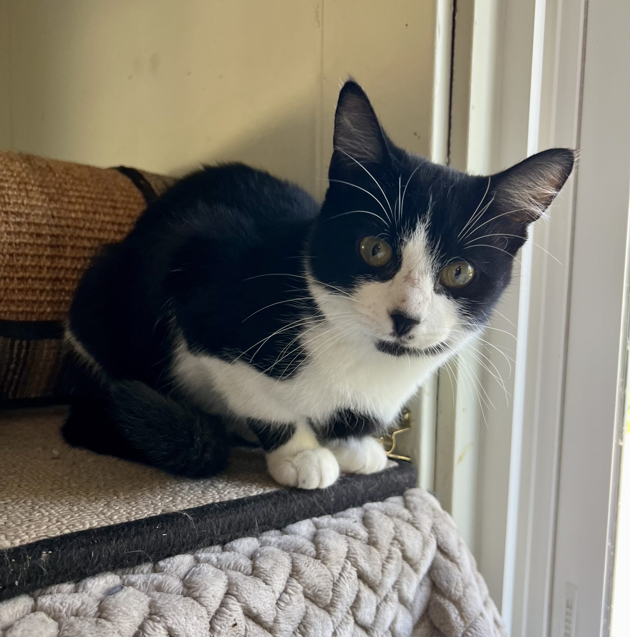 Adoptable – Cat Guardians