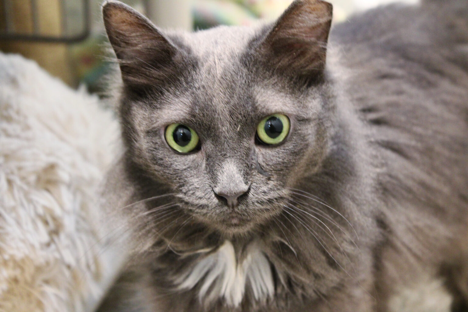 Lily – Cat Guardians