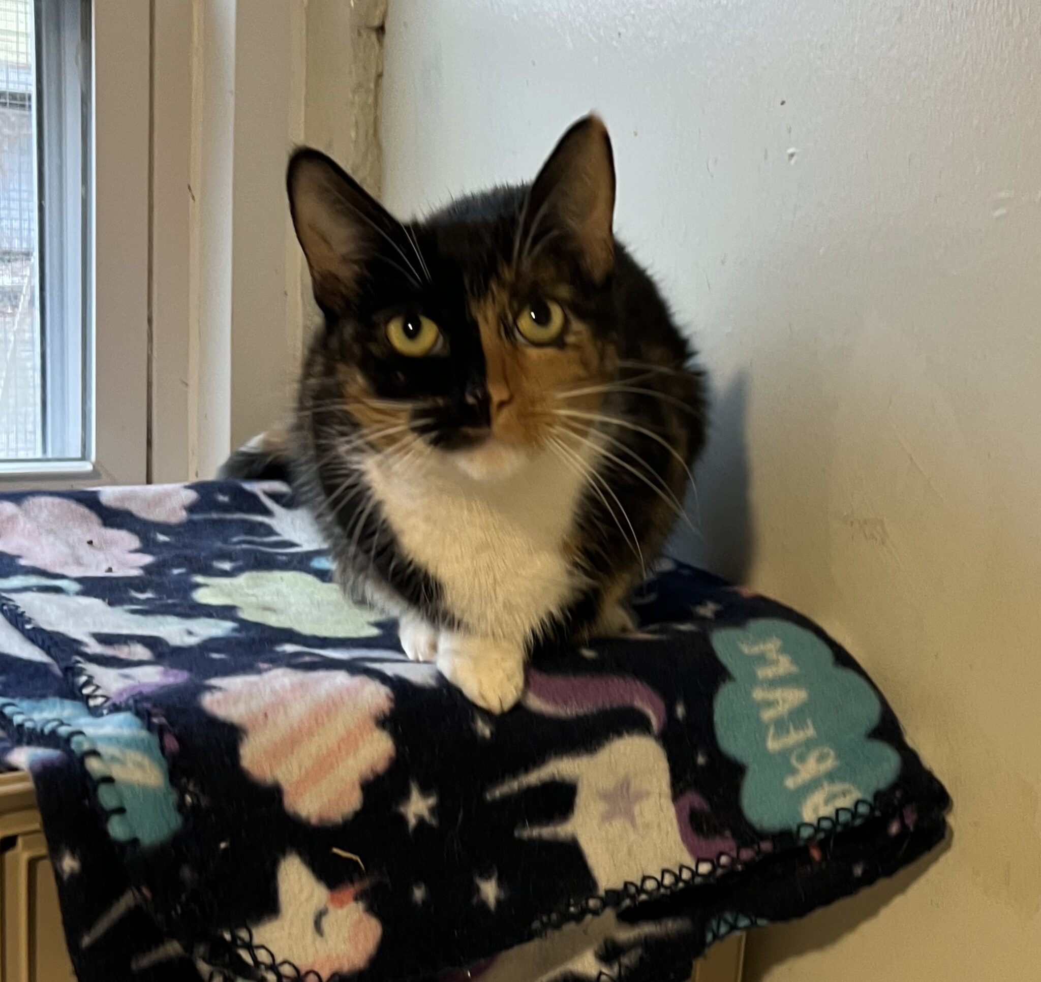 Adoptable – Cat Guardians