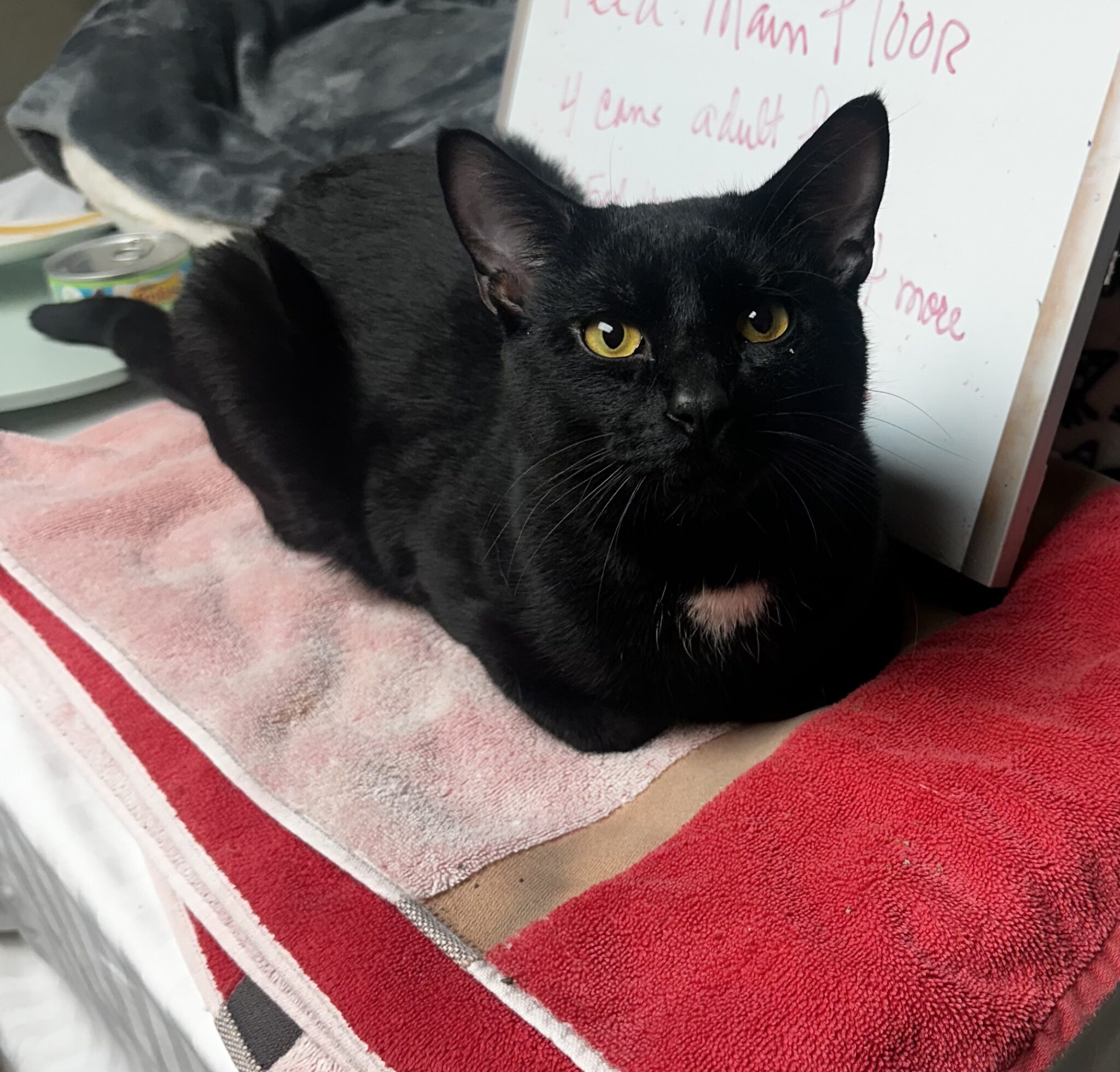 Michi – Cat Guardians