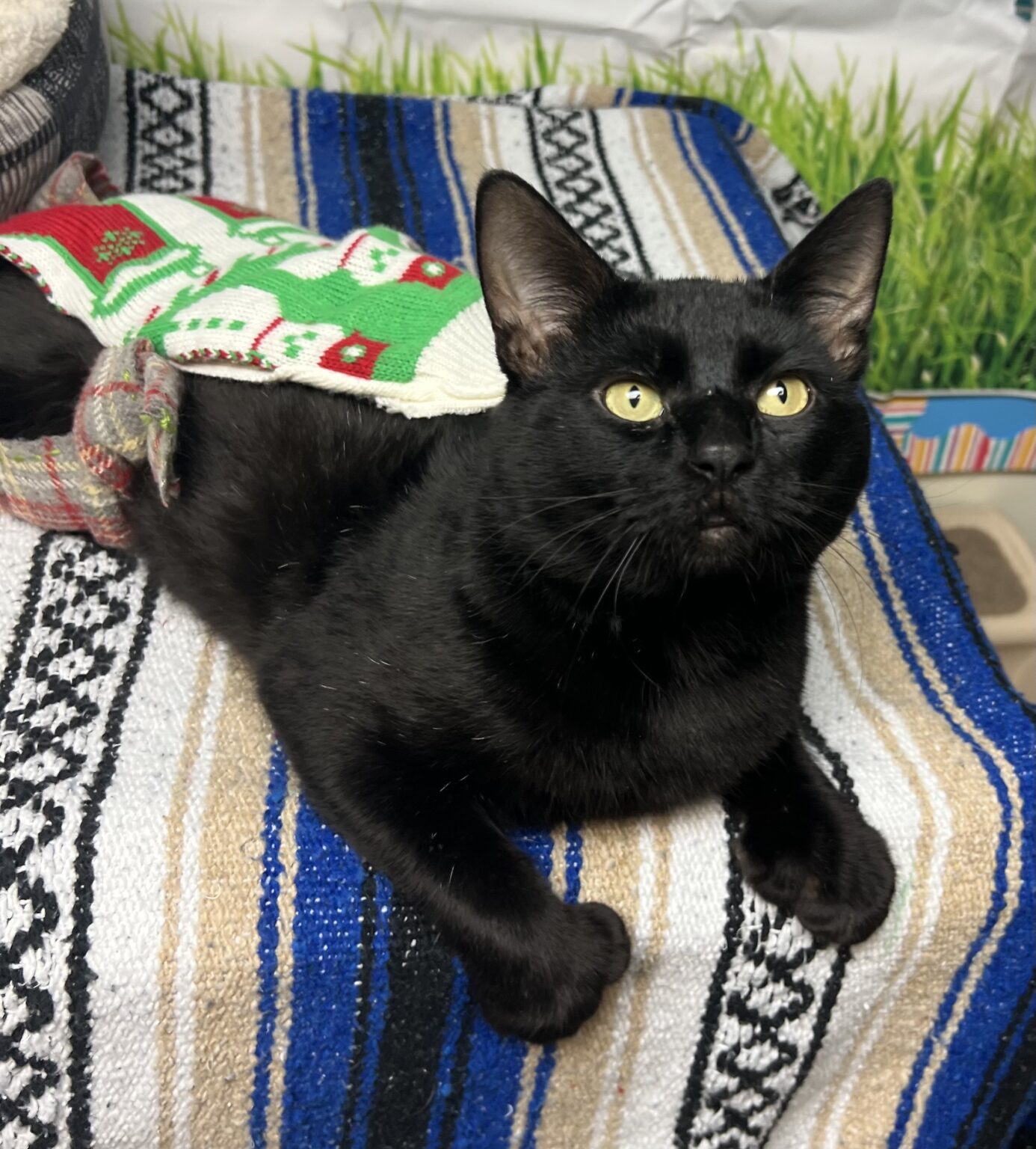 Midnight – Cat Guardians