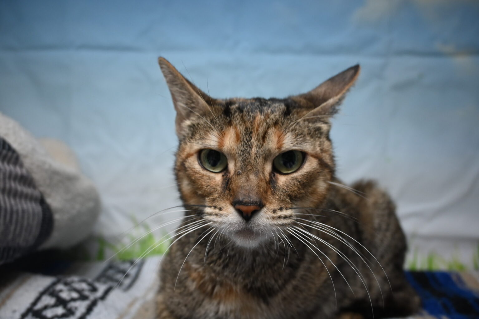 Adoptable – Cat Guardians