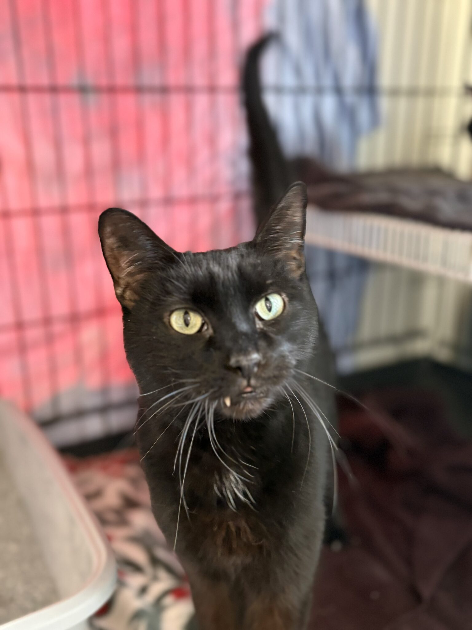 Batman – Cat Guardians