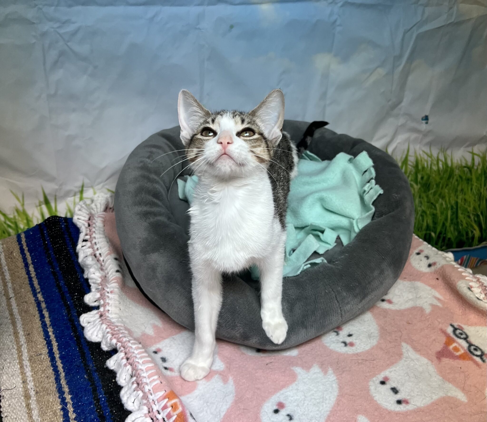 Larry – Cat Guardians