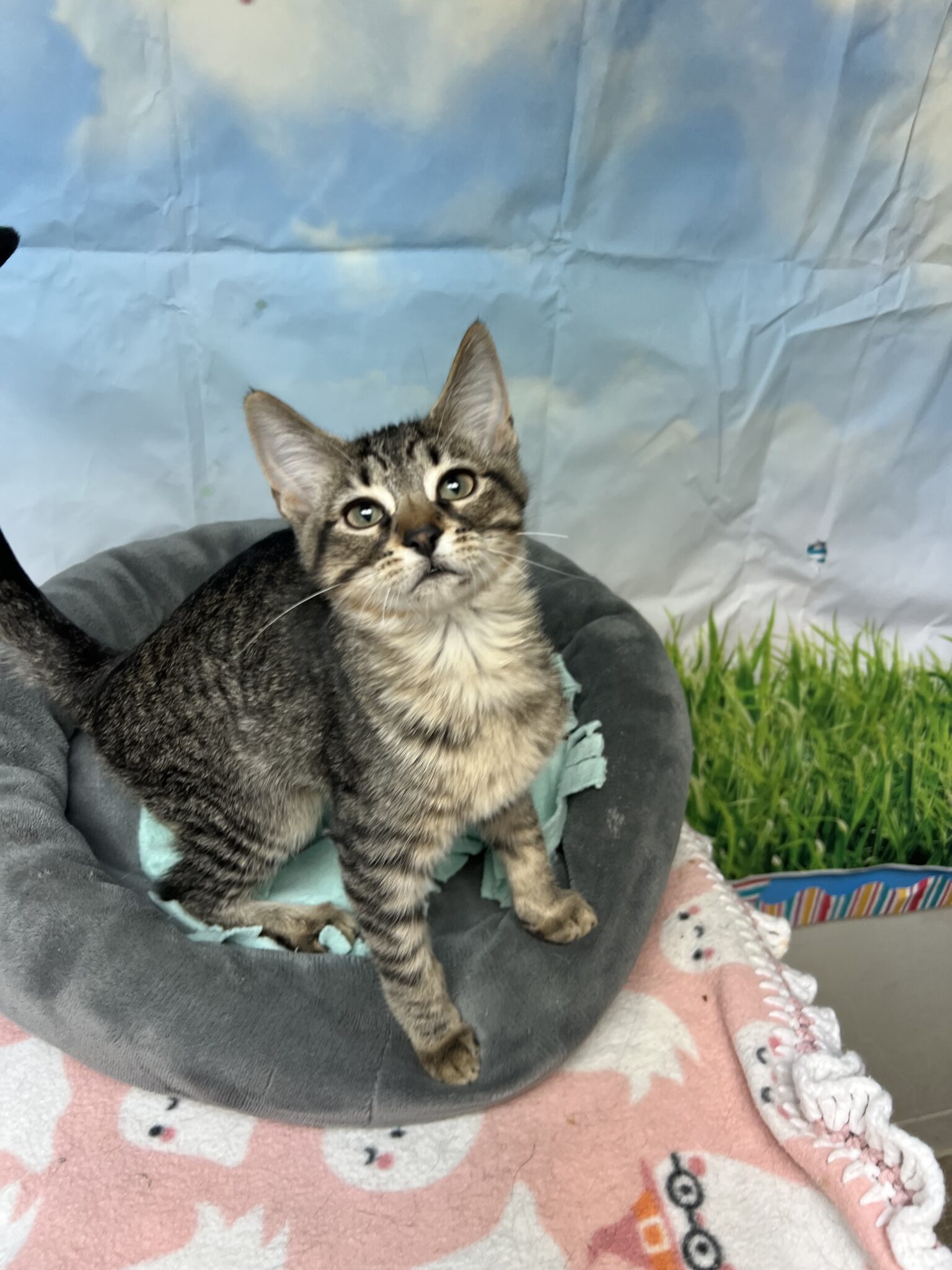 Sweet Pea – Cat Guardians