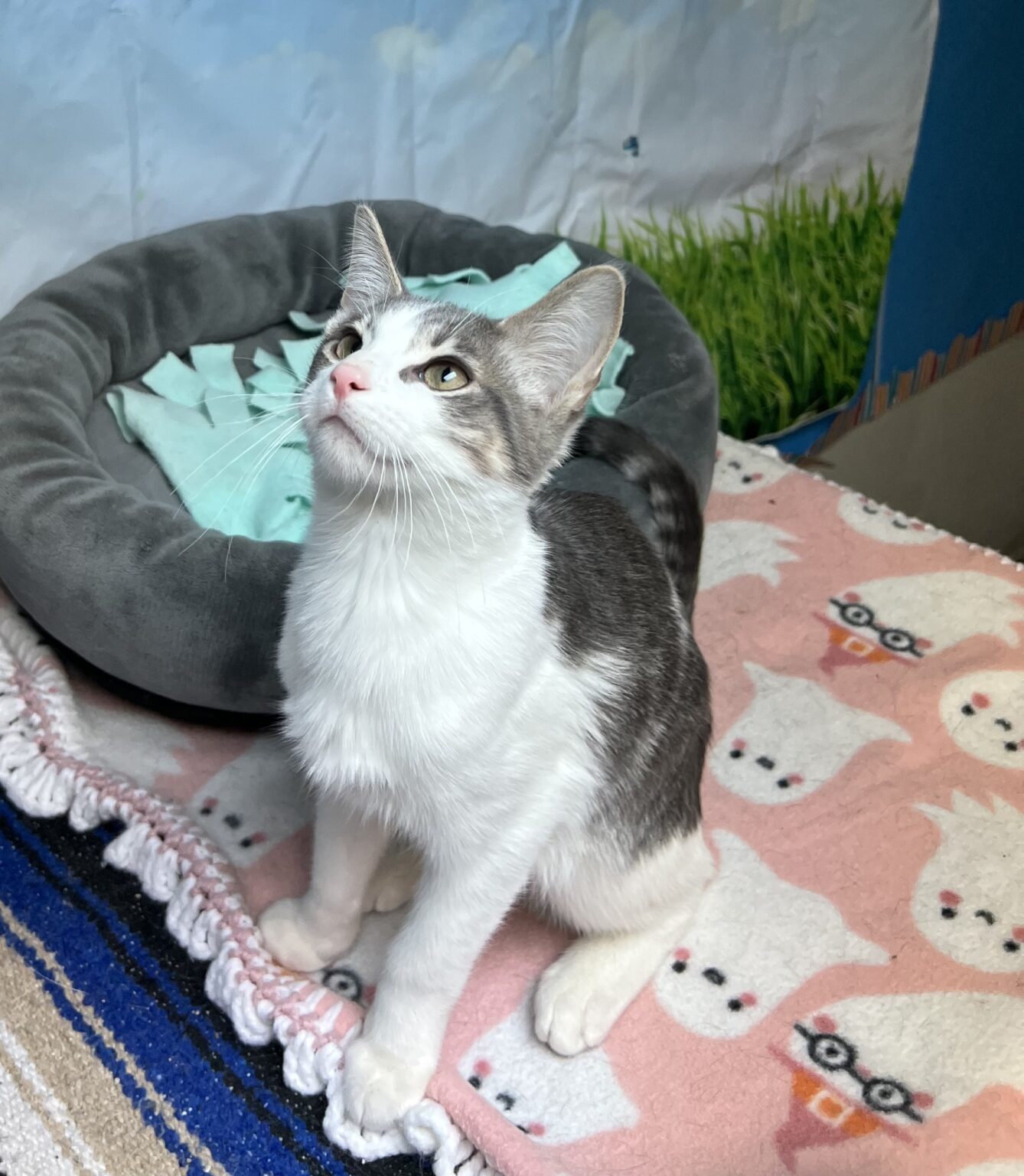 Roscoe – Cat Guardians