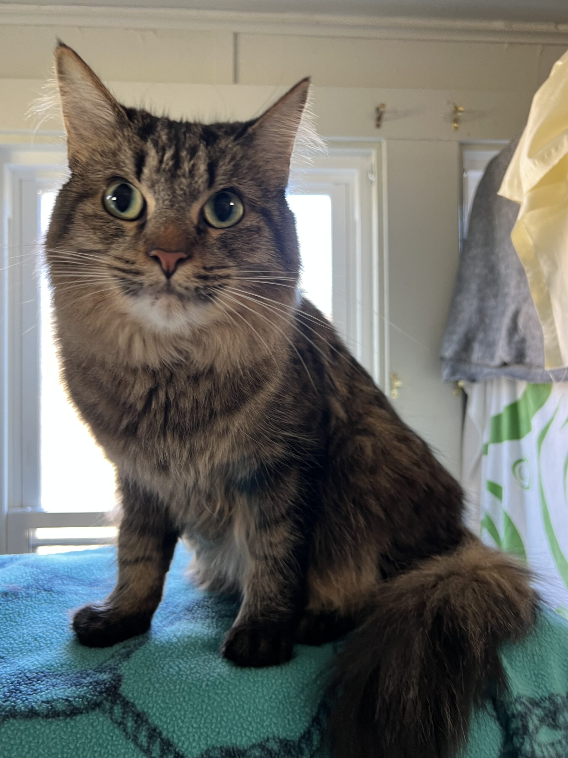 Adoptable – Cat Guardians